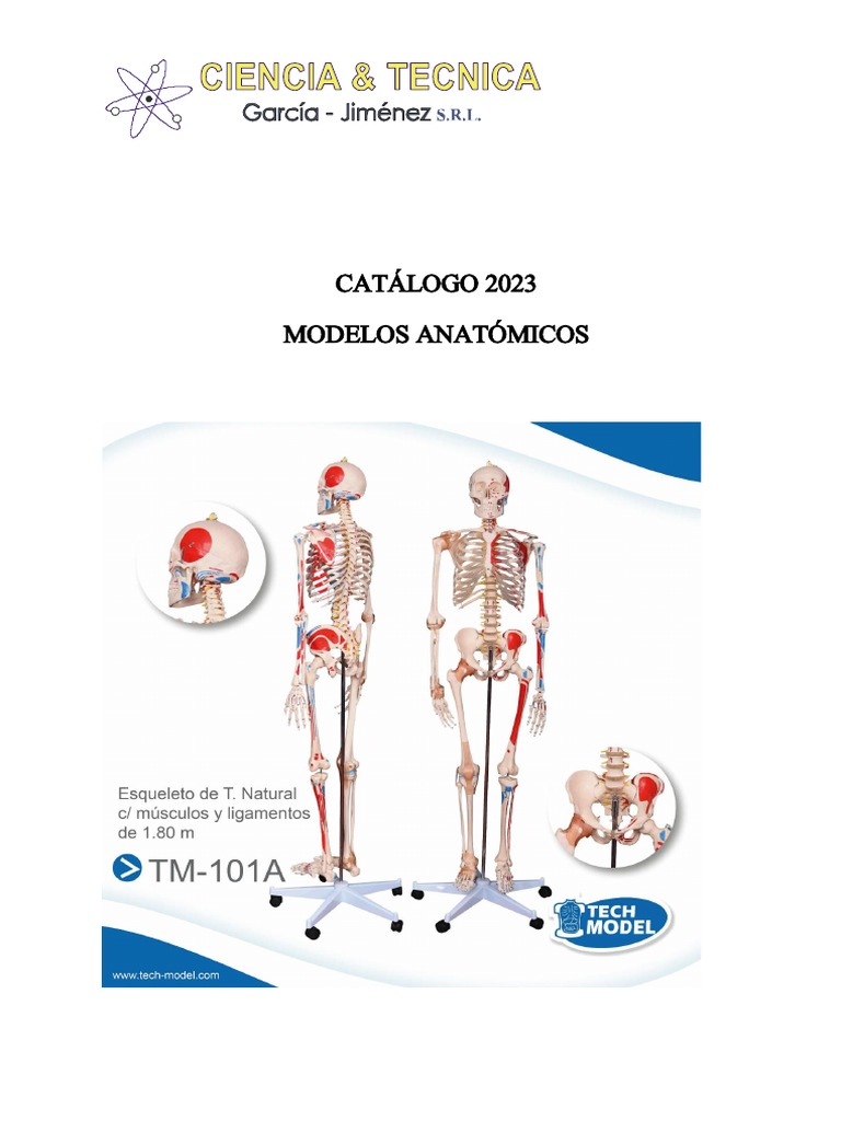 Catálogo de Modelos Anatómicos 2023 | PDF | Oído | Vértebra