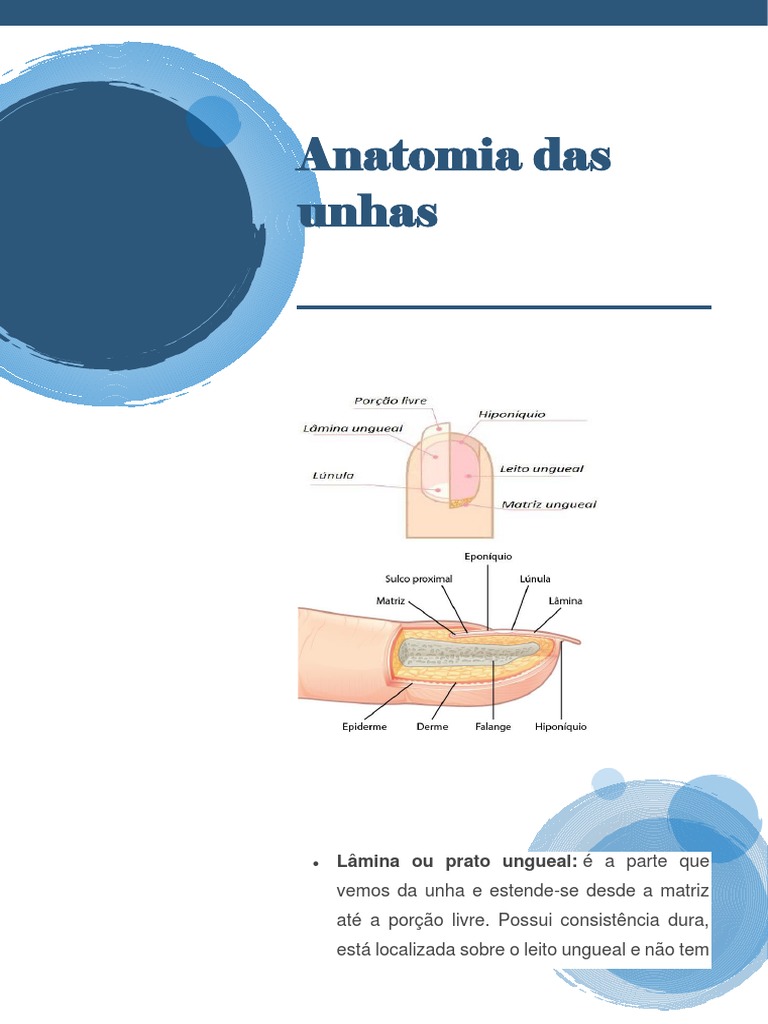 1.1 Anatomia Das Unhas | PDF