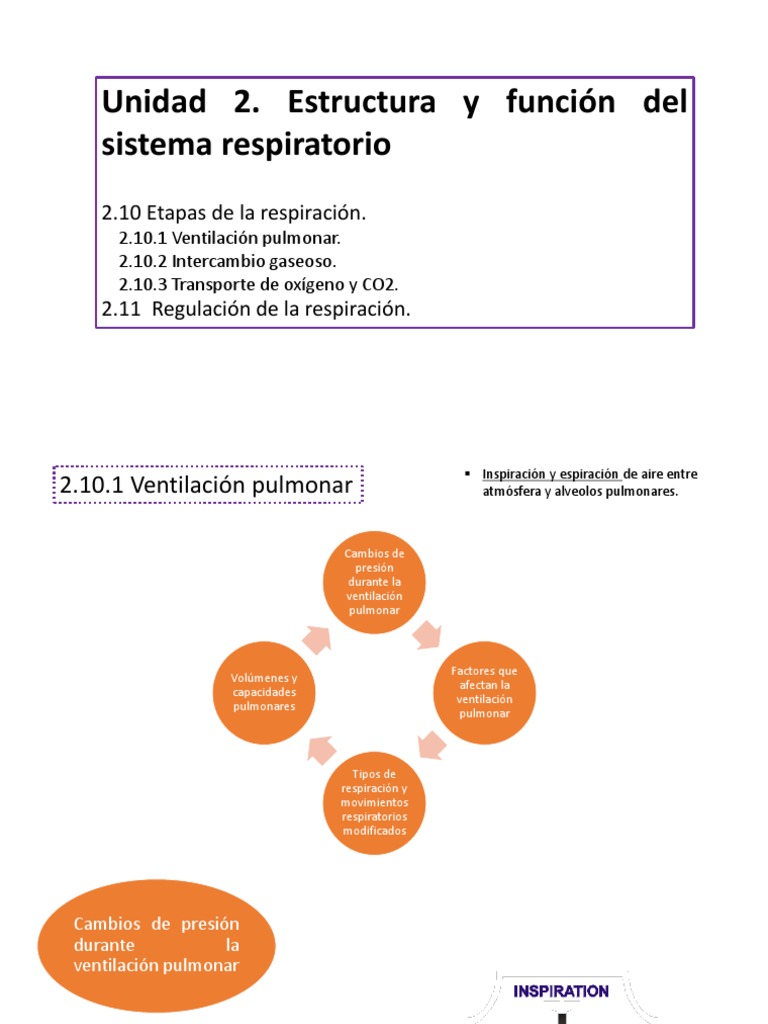 Unidad 2. Ventilación Pulmonar | PDF | Sistema respiratorio | Pulmón