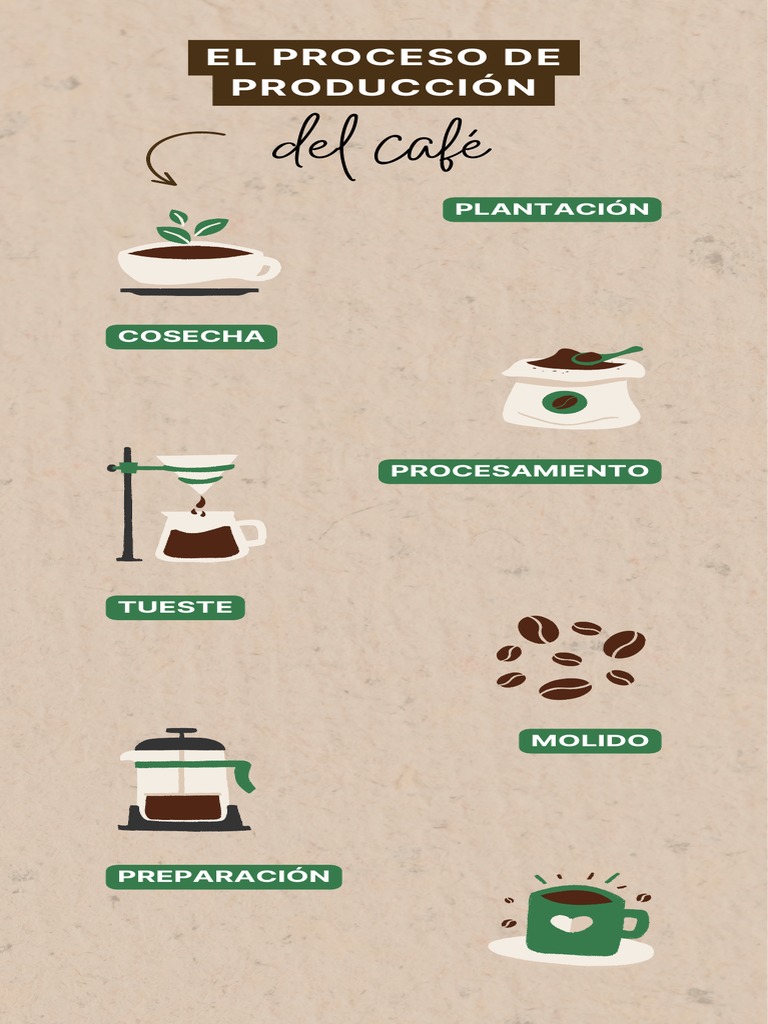 Infografía Proceso de Producción Del Café | PDF | Cocina, comidas y vino