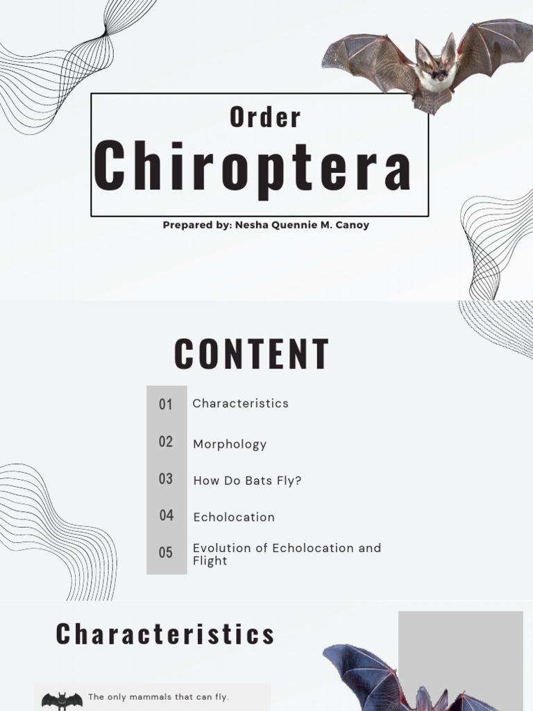 Chiroptera | PDF