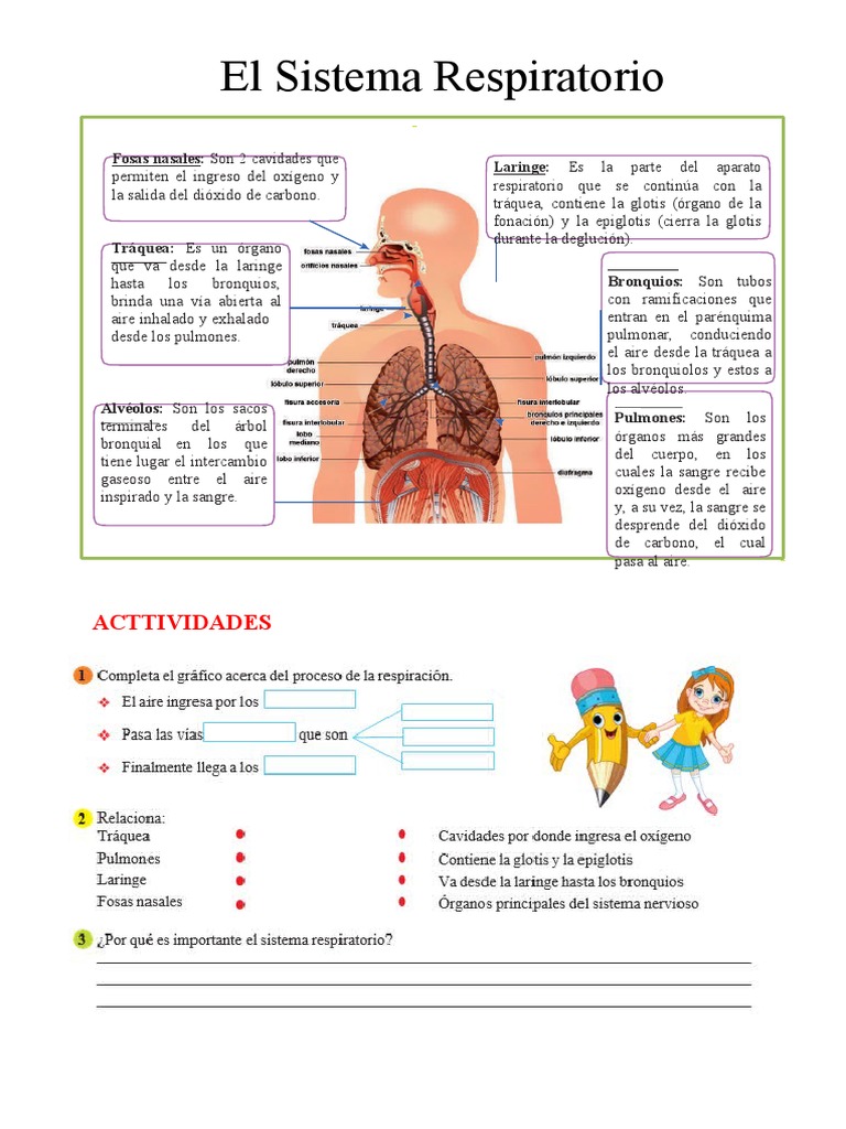 Ficha Sistema Respiratorio | PDF
