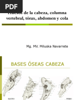Anatomía del húmero en perros | PDF | Codo | Sistema esquelético