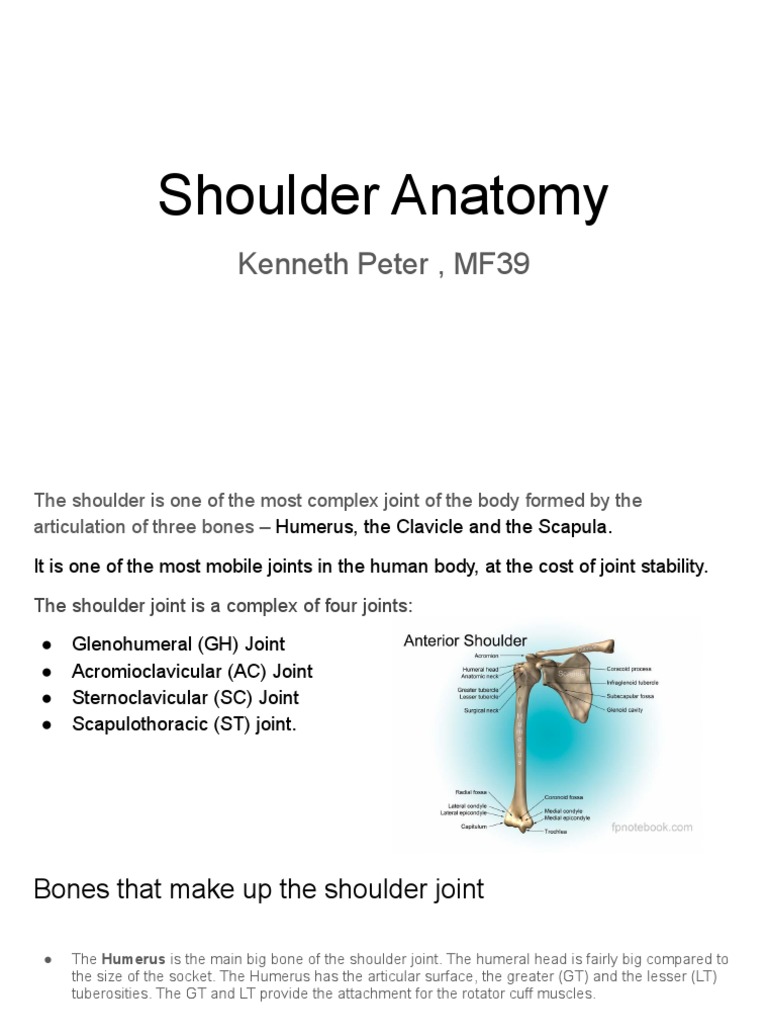 Shoulder Anatomy | PDF