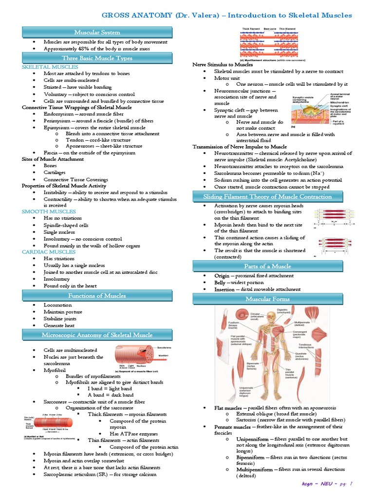 Introduction to Skeletal Muscles | PDF | Skeletal Muscle | Muscle ...