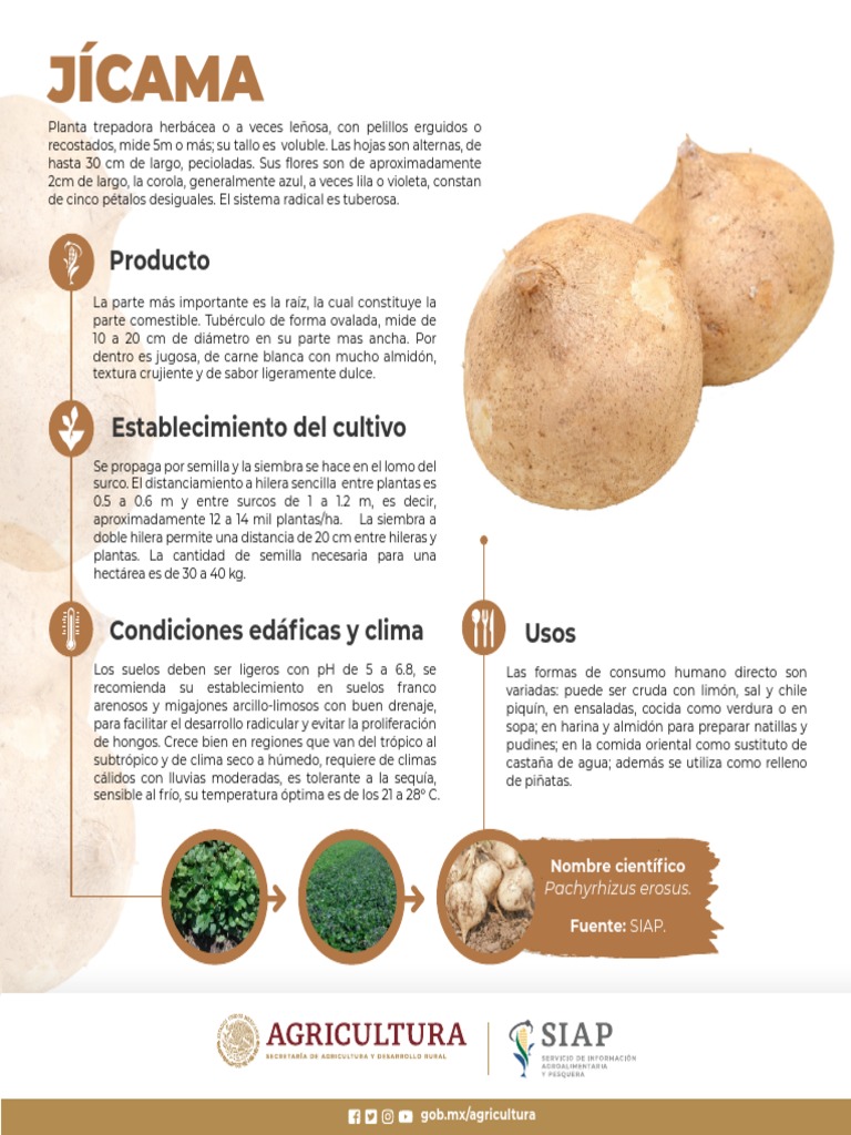 Jicama Web | PDF