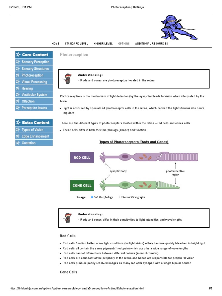 Photoreception | PDF
