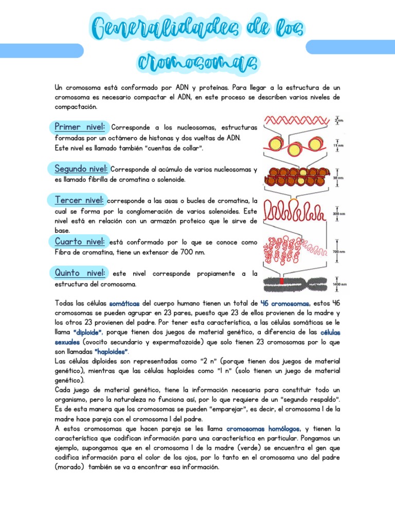 Cromosomas Y Meiosis | PDF | Mitosis | Mitosis