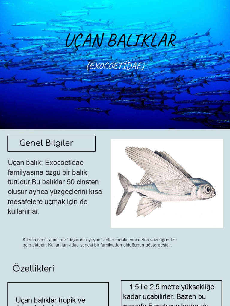 Uçan Baliklar | PDF