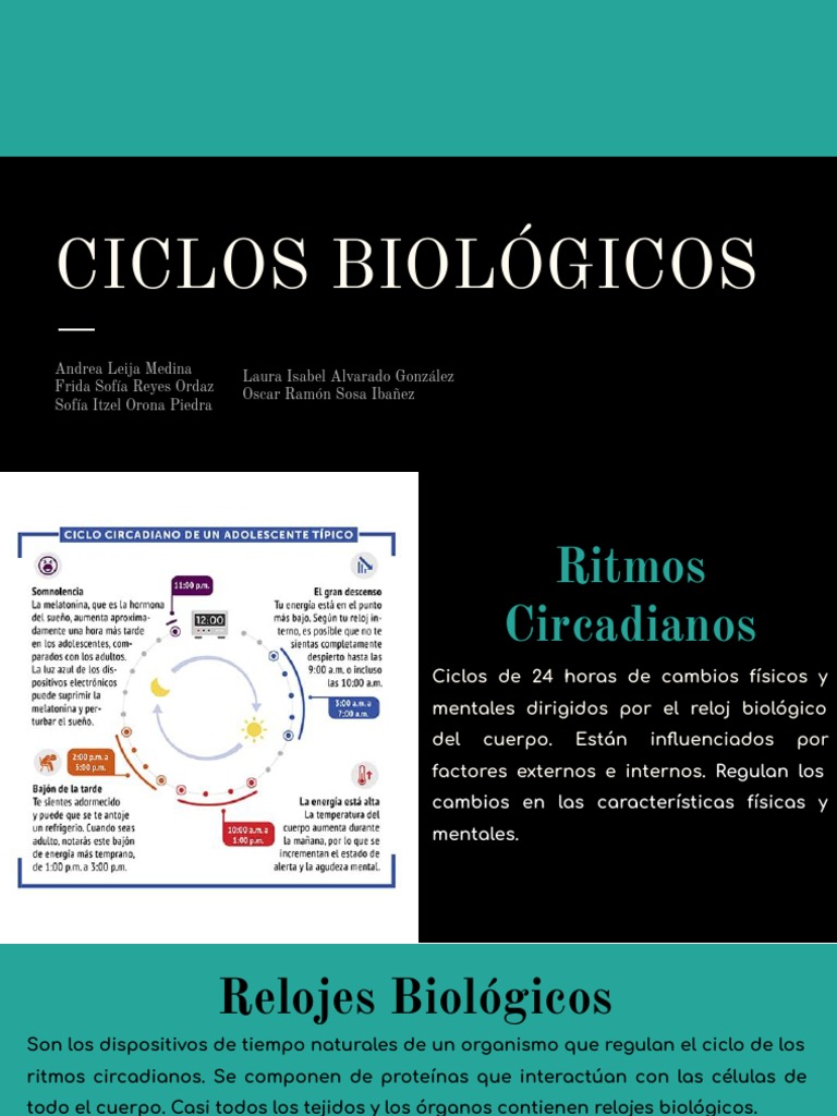 Ciclos Biologicos | PDF | Sistema urinario | Ritmo circadiano