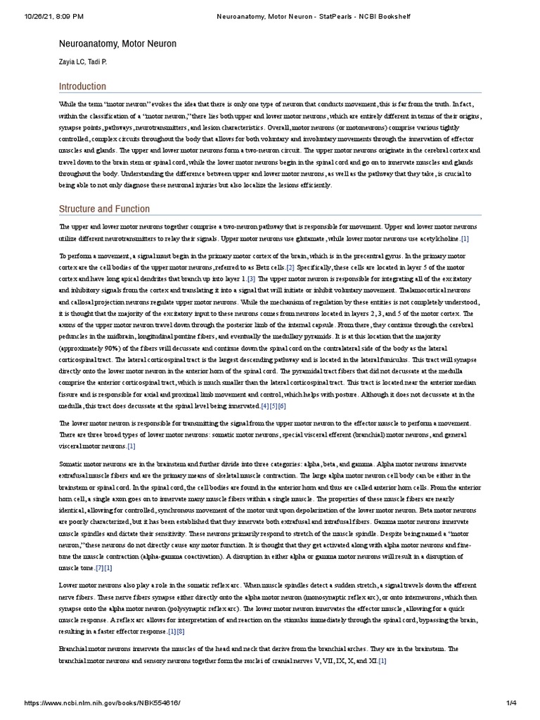 Neuroanatomy, Motor Neuron - StatPearls - NCBI Bookshelf | PDF