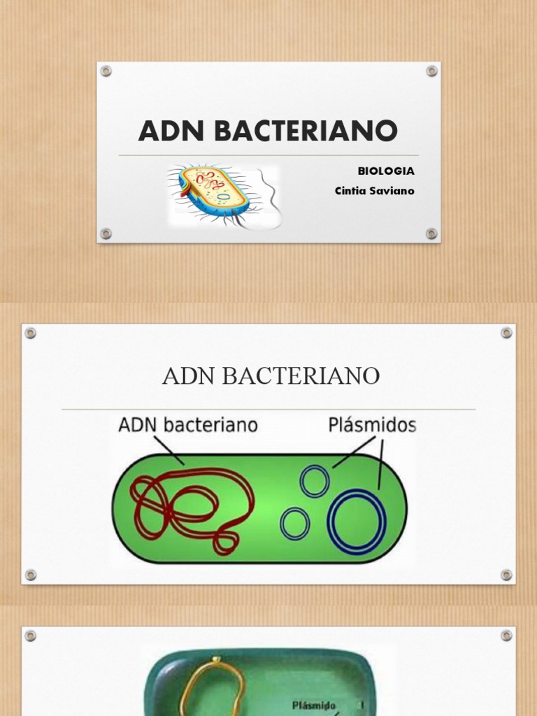 ADN Bacteriano | PDF