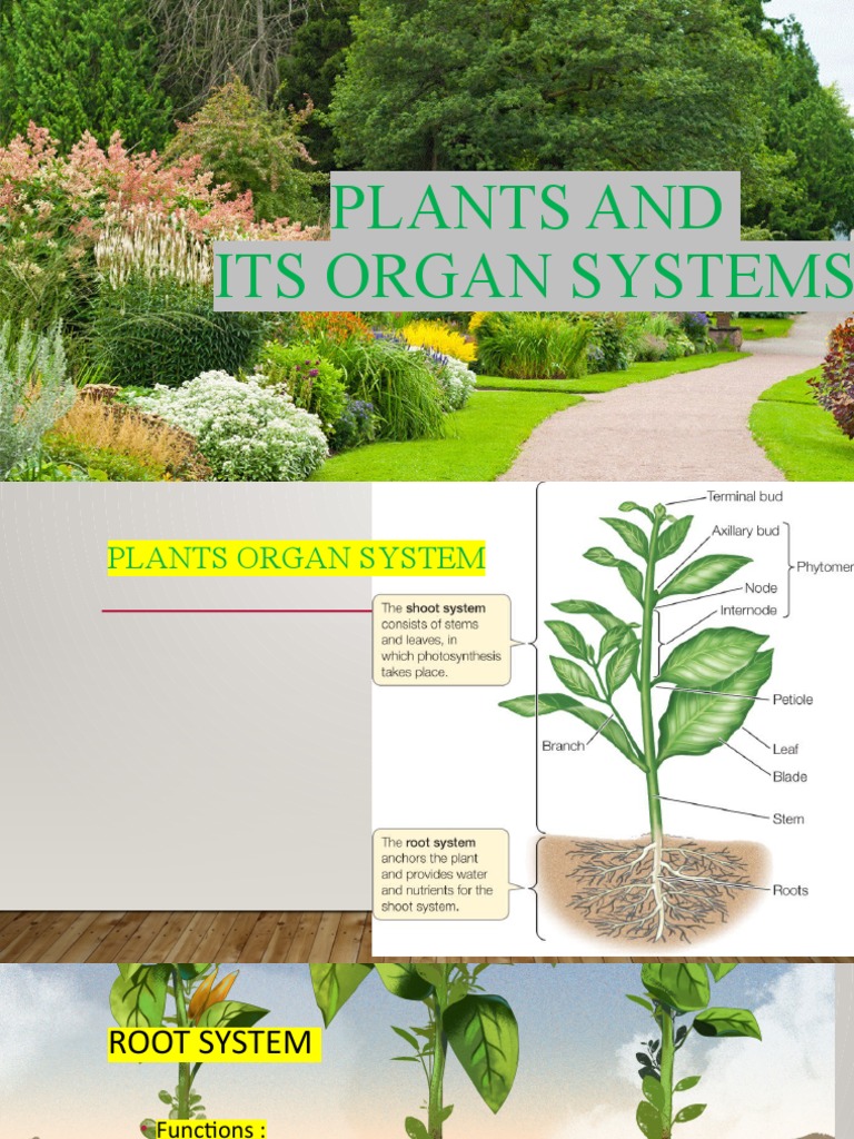 Chapter 1 Plants | PDF