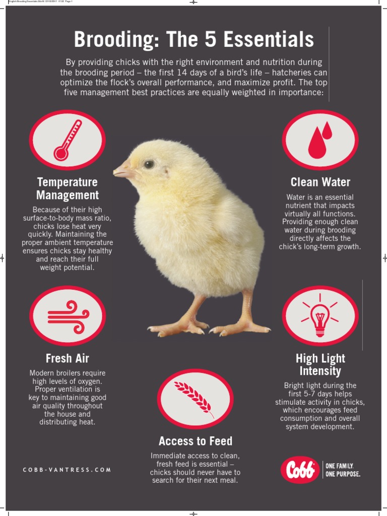 Brooding The 5 Essentials | PDF