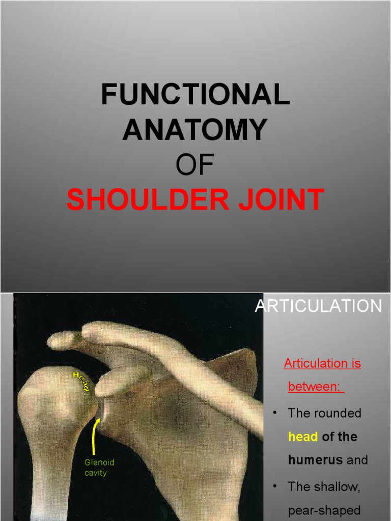 Functional Anatomy: Shoulder Joint | PDF
