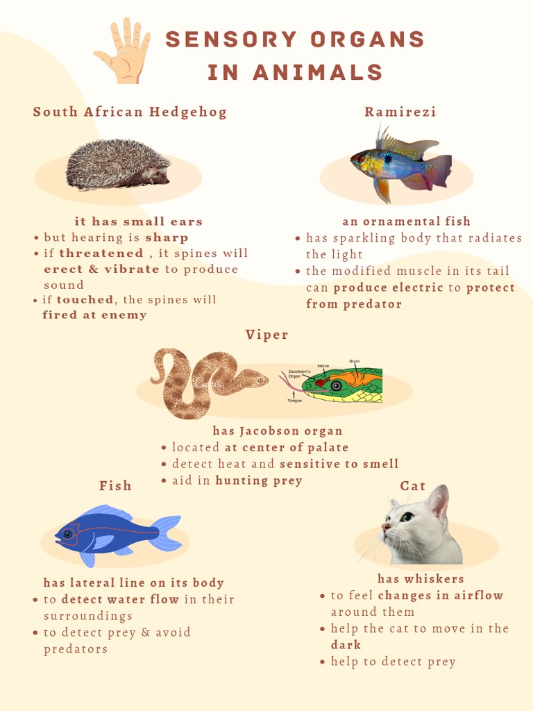 5 Sensory Organs in Animals | PDF