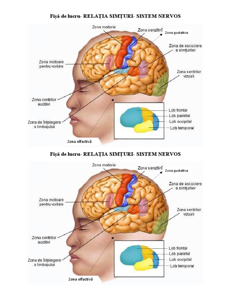 Fisa de Lucru Ariile Emisferelor Cerebrale | PDF