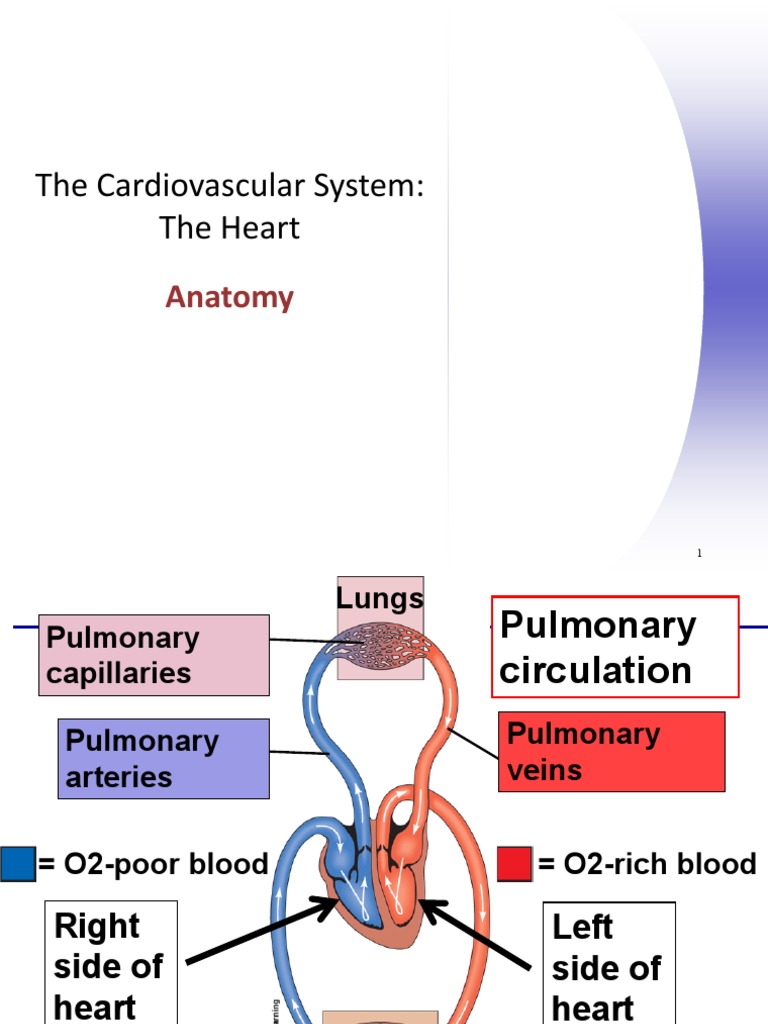 Cardiac Function 2021-Estudiantes | PDF