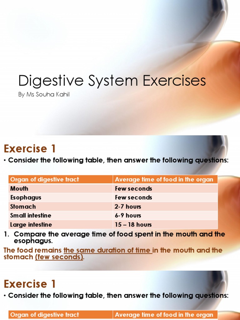 Digestive System Exercises | PDF