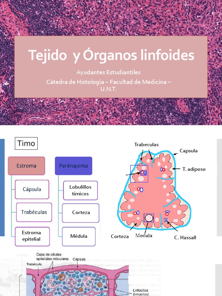 Tejido y Organos Linfoides 2023 Parte Practica | PDF