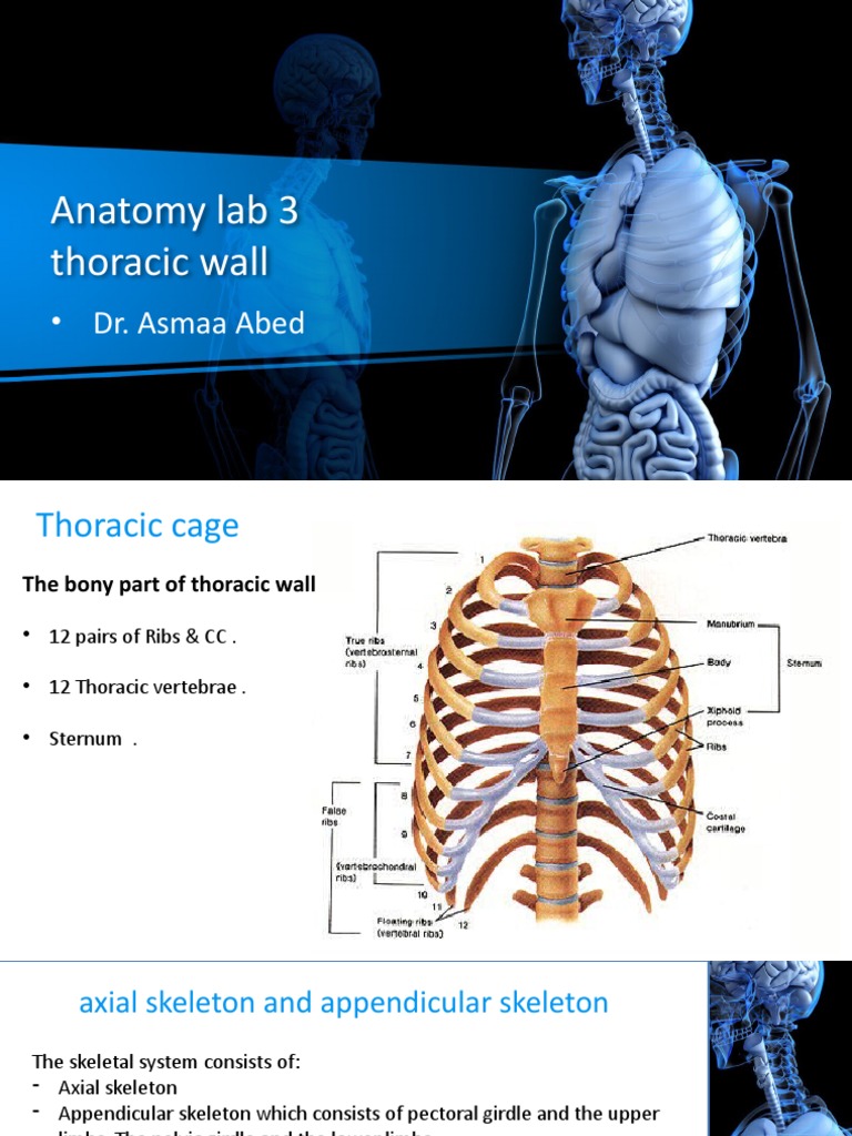 Anatomy Lab 3 | PDF