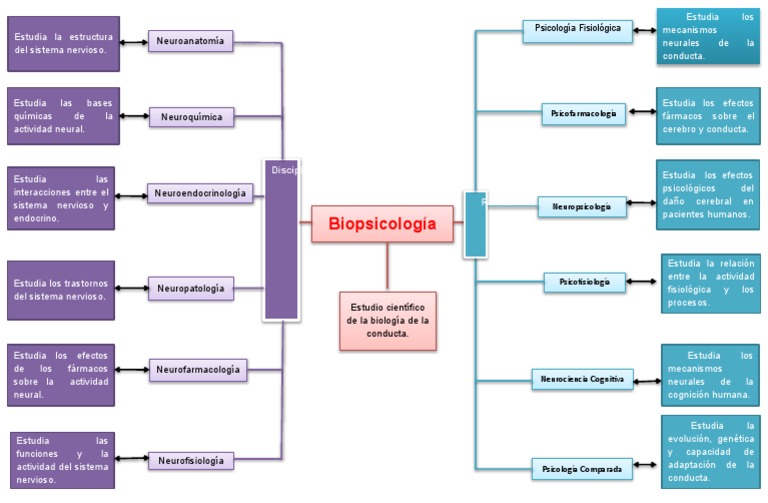 Mapa Conceptual de Biopsicologia | PDF | Neurociencia conductual | Sicología