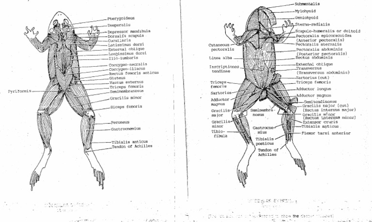Frog Muscular System | PDF