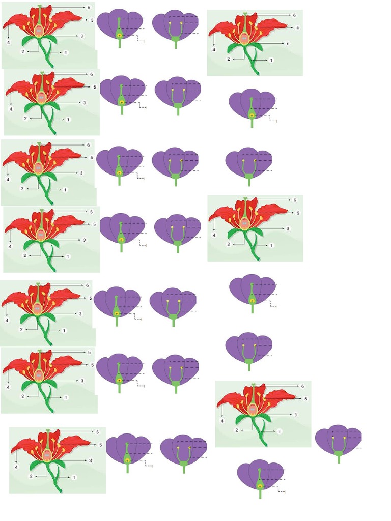 Bunga Sempurna Dan Bunga Tidak Sempurna | PDF