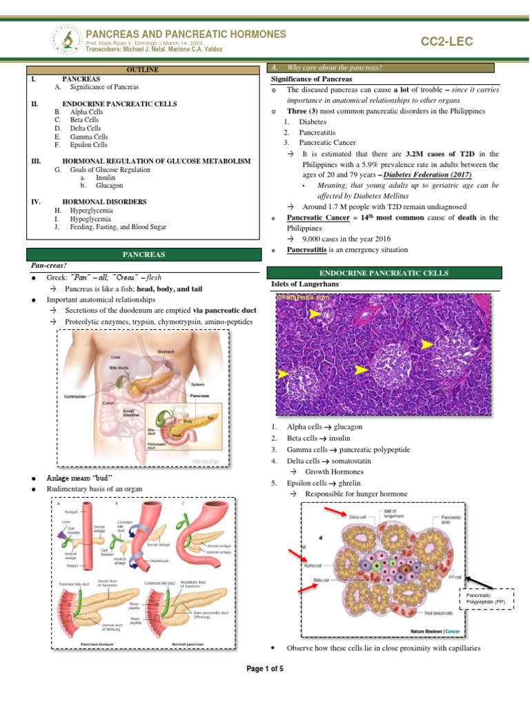M3.2 Pancreas and Islets of Langerhans (CC2-LEC) | PDF | Pancreas | Insulin