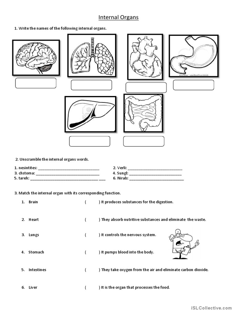 Internal Organs PDF