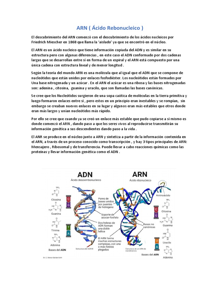 Teoria Del ARN - CYT | PDF