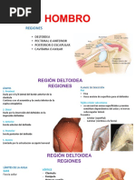 Anatomía de la Región Deltoidea | PDF | Hombro | Articulaciones