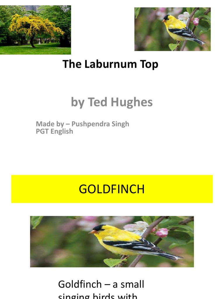 "The Laburnum Top: Poem Analysis" | PDF | Poetry