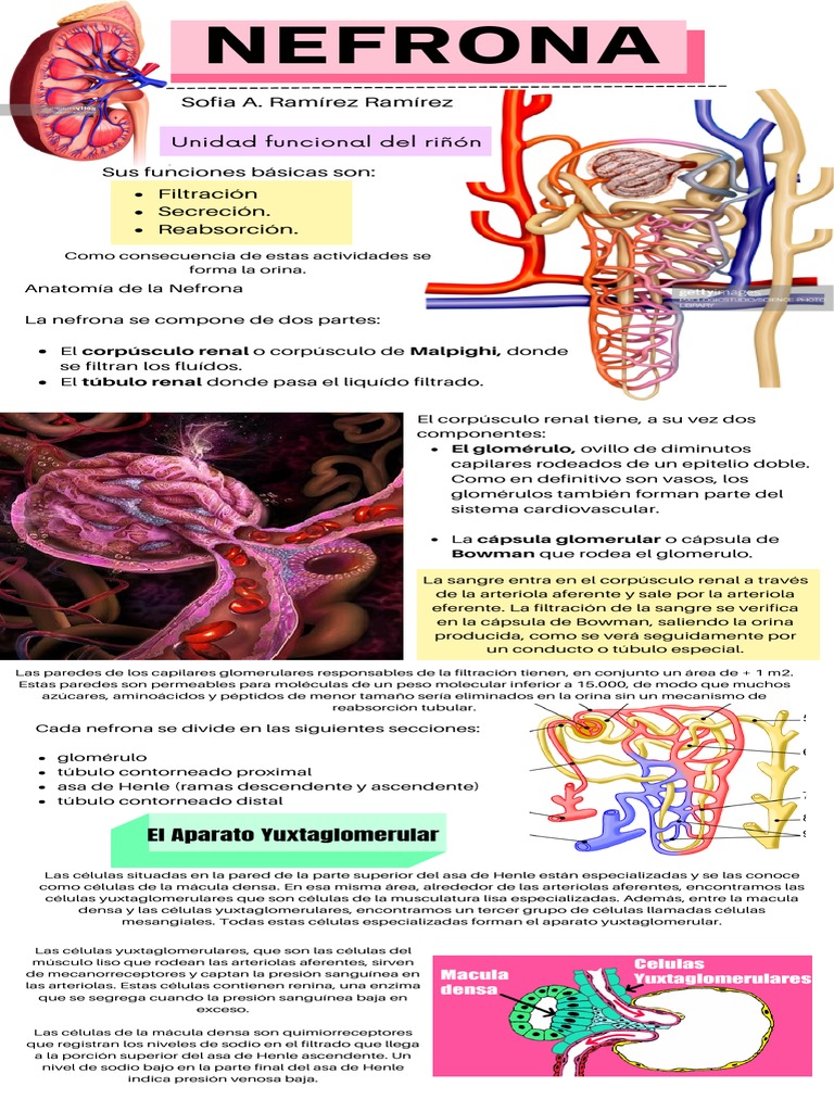 NEFRONA | PDF | Riñón | Abdomen