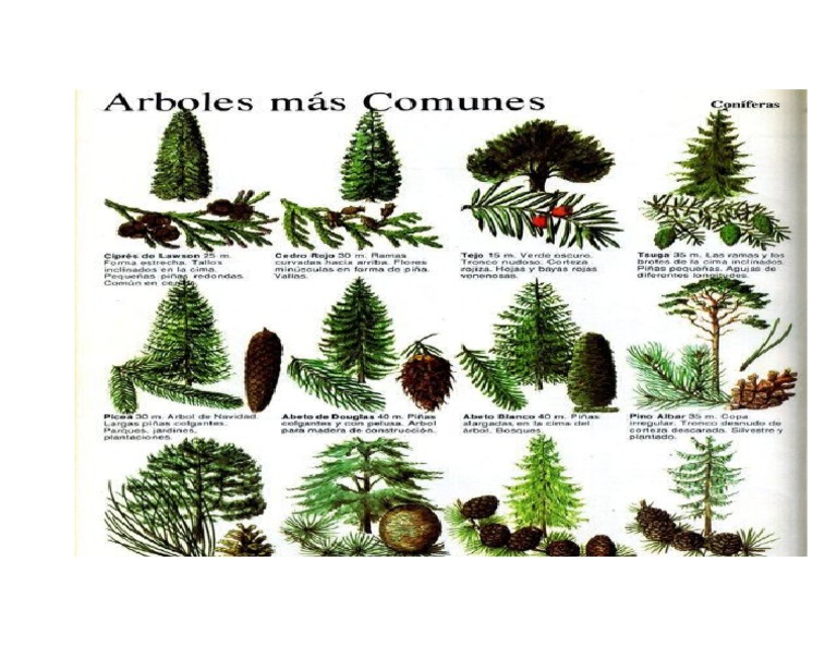 tipos de pinos | PDF