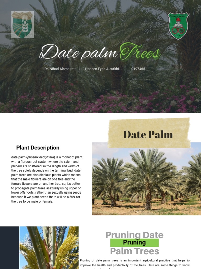 Date Palm Presentation | PDF