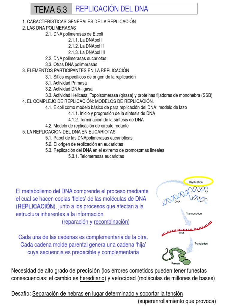 Replicación del DNA: Enzimas y Modelos | PDF | Replicación De Adn | Adn