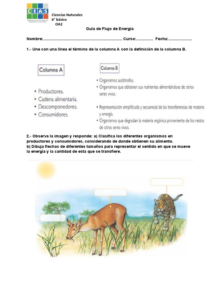 Flujo de Energía en Cadenas Alimentarias | PDF | Ciencia y matemáticas