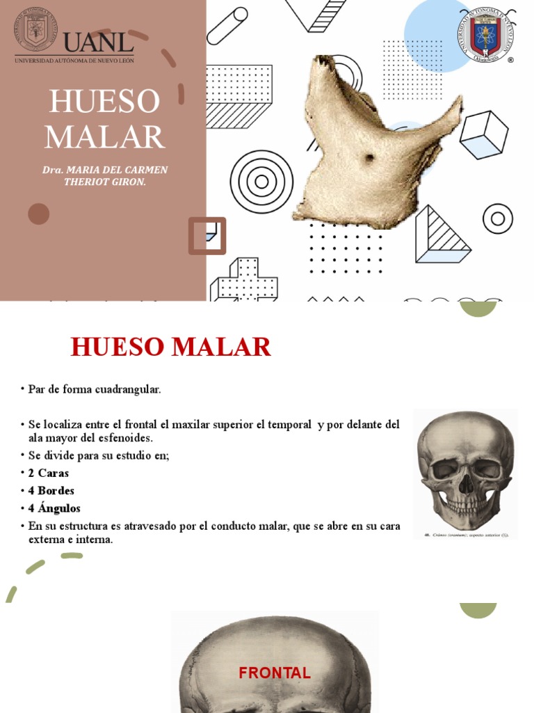 Estructura y características del hueso malar | PDF | Cara | Anatomía