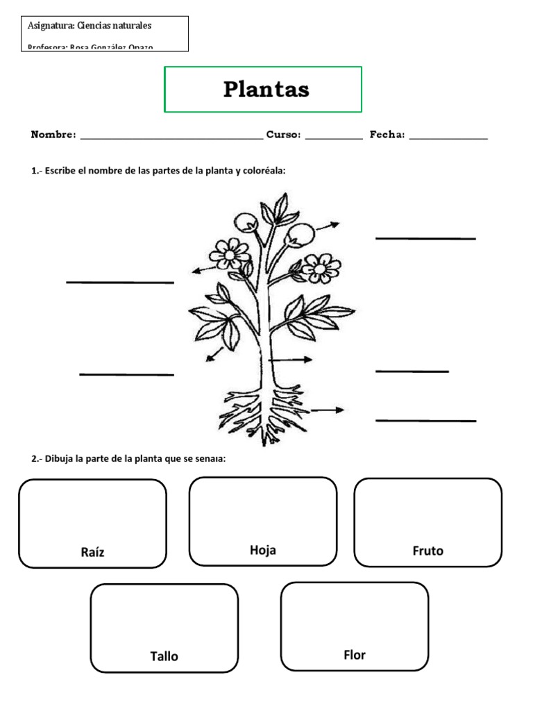 Guía plantas 1° basico | PDF