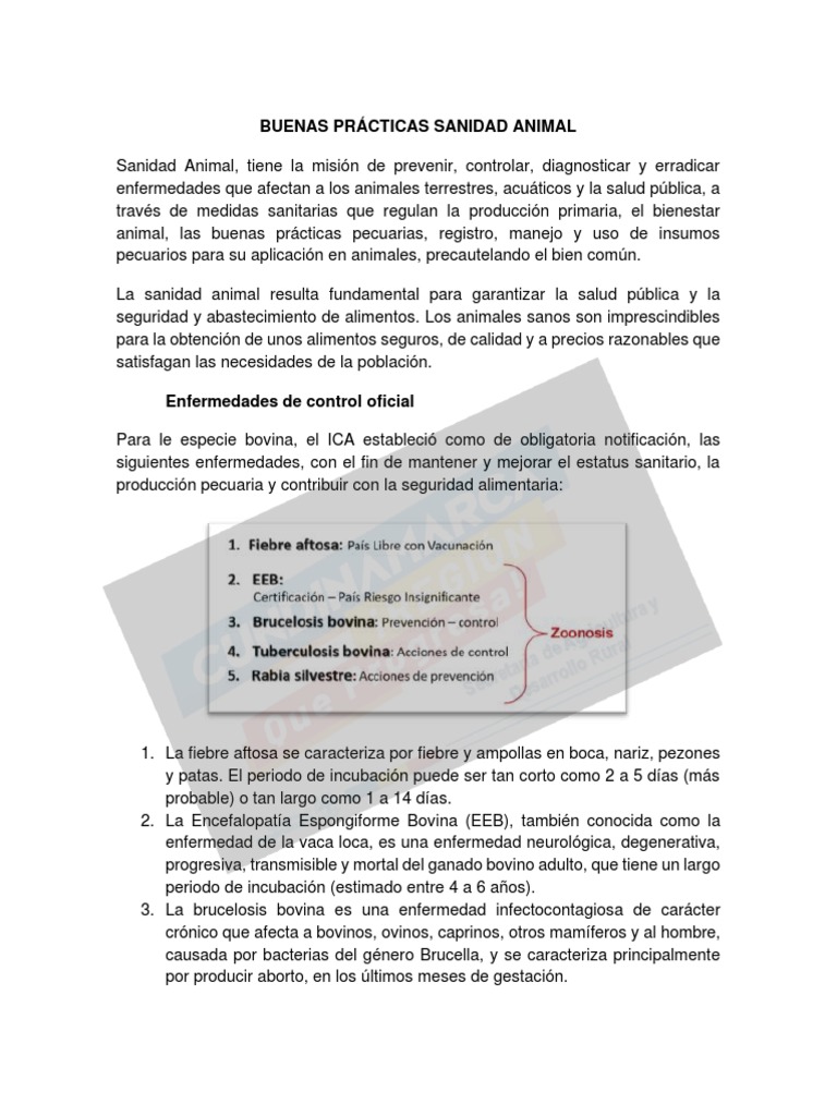 Buenas Practicas de Sanidad Animal | PDF | Salud y bienestar | Tecnología