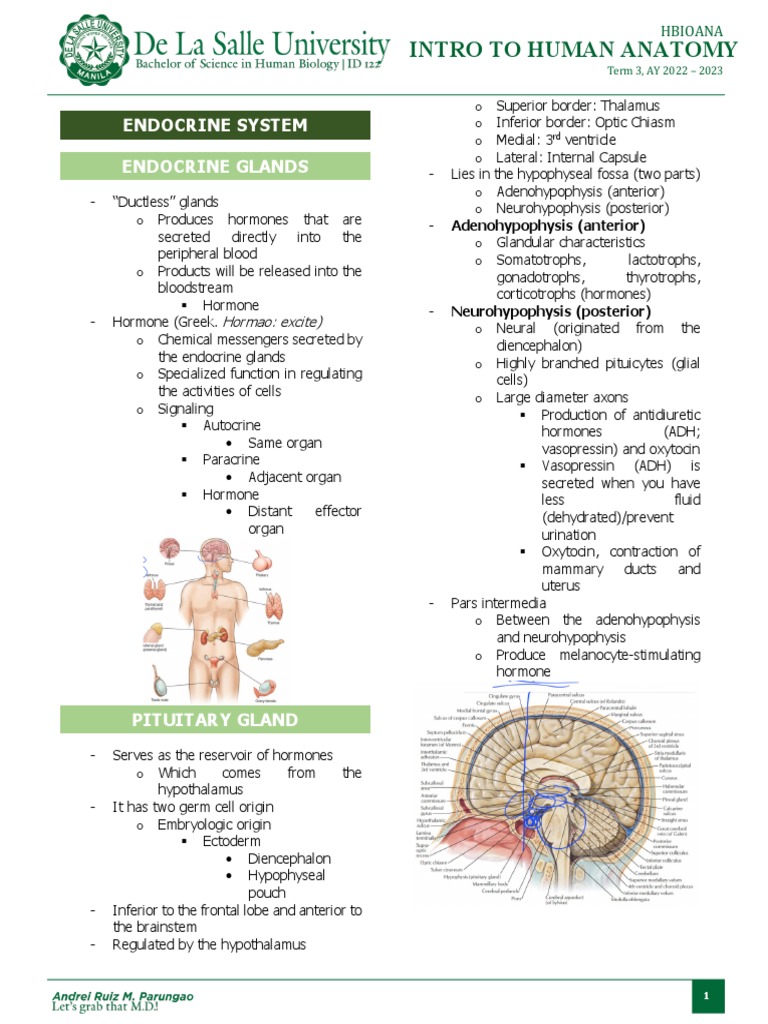 Endocrine System | PDF
