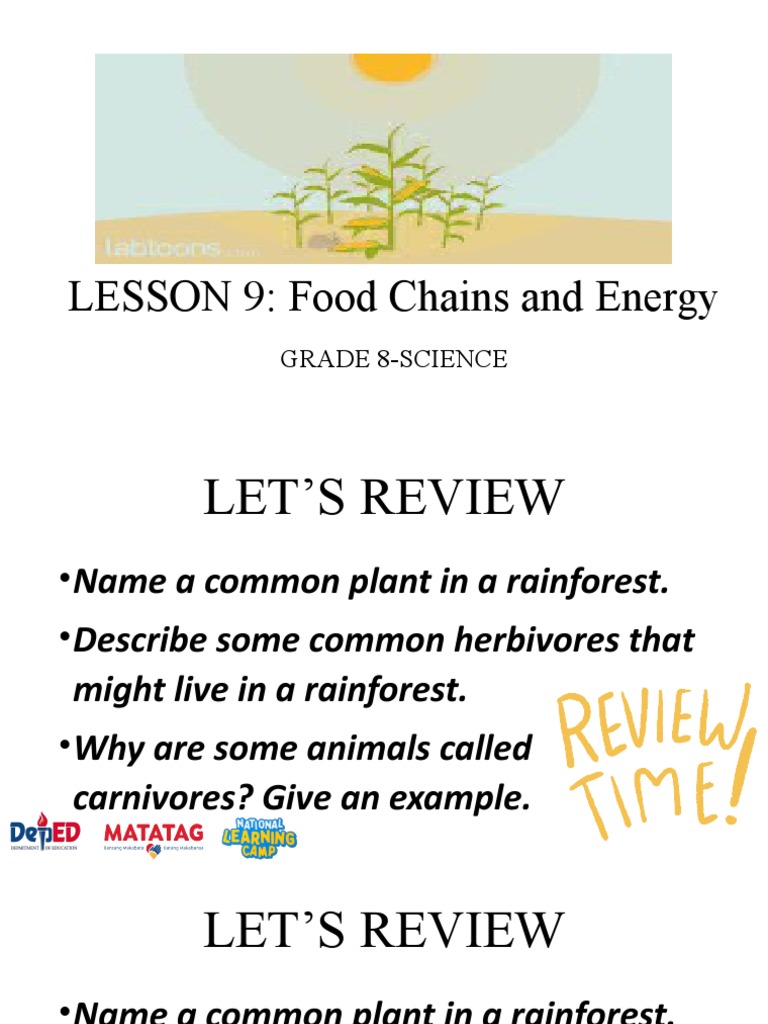 Grade 8: Food Chains & Energy | PDF | Home & Garden | Science & Mathematics