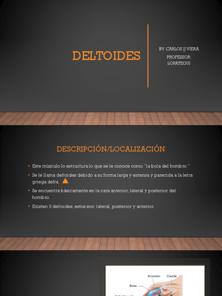 Anatomía y Función del Músculo Deltoides | PDF | Hombro | Anatomía