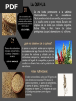 Triptico Quinua | PDF | Quinua | Nutrición