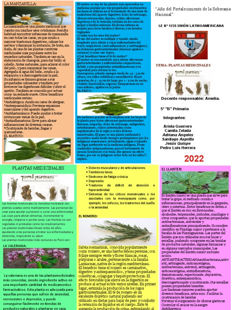 Triptico de Las Plantas Medicinales | PDF