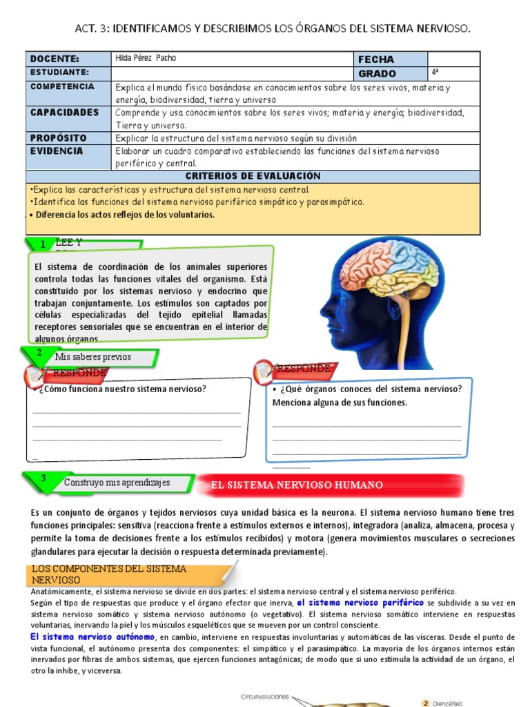 Act03 Ct4º Exp04 | PDF | Cerebro | Sistema nervioso central