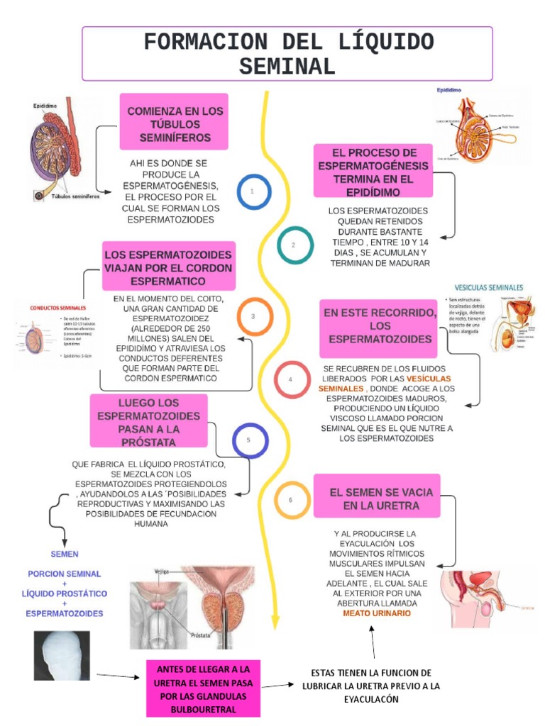 Diagrama de Flujo Liquido Seminal | PDF