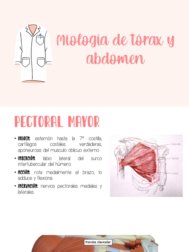 Miologia de Torax y Abdomen, Lig | PDF | Abdomen | Sistema esquelético