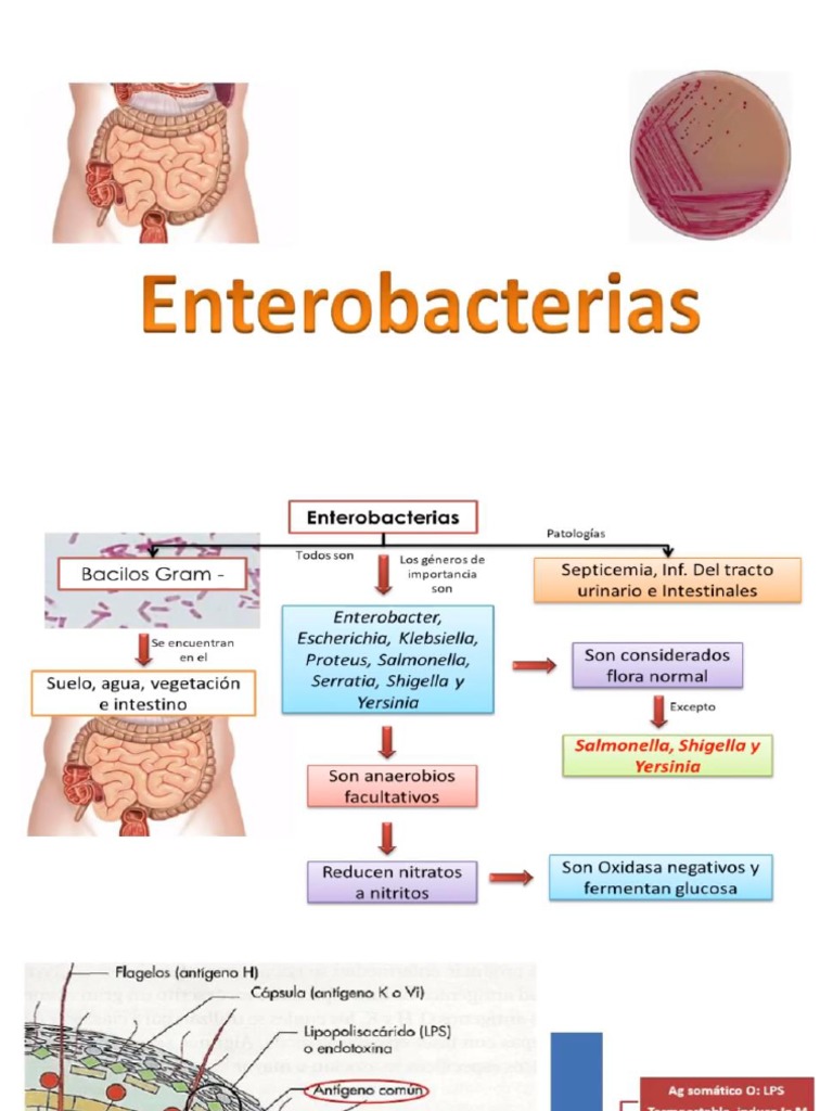 Sesion 5-3 Enterobacterias | PDF